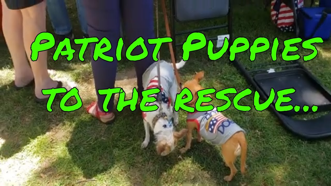 Patriot Puppies are on the scene... - YouTube