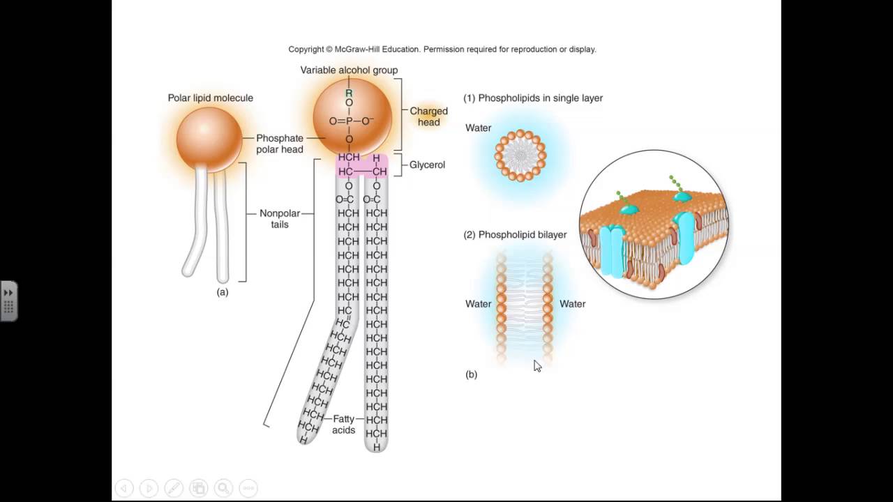 Micro Ch 01 Macromolecules - YouTube