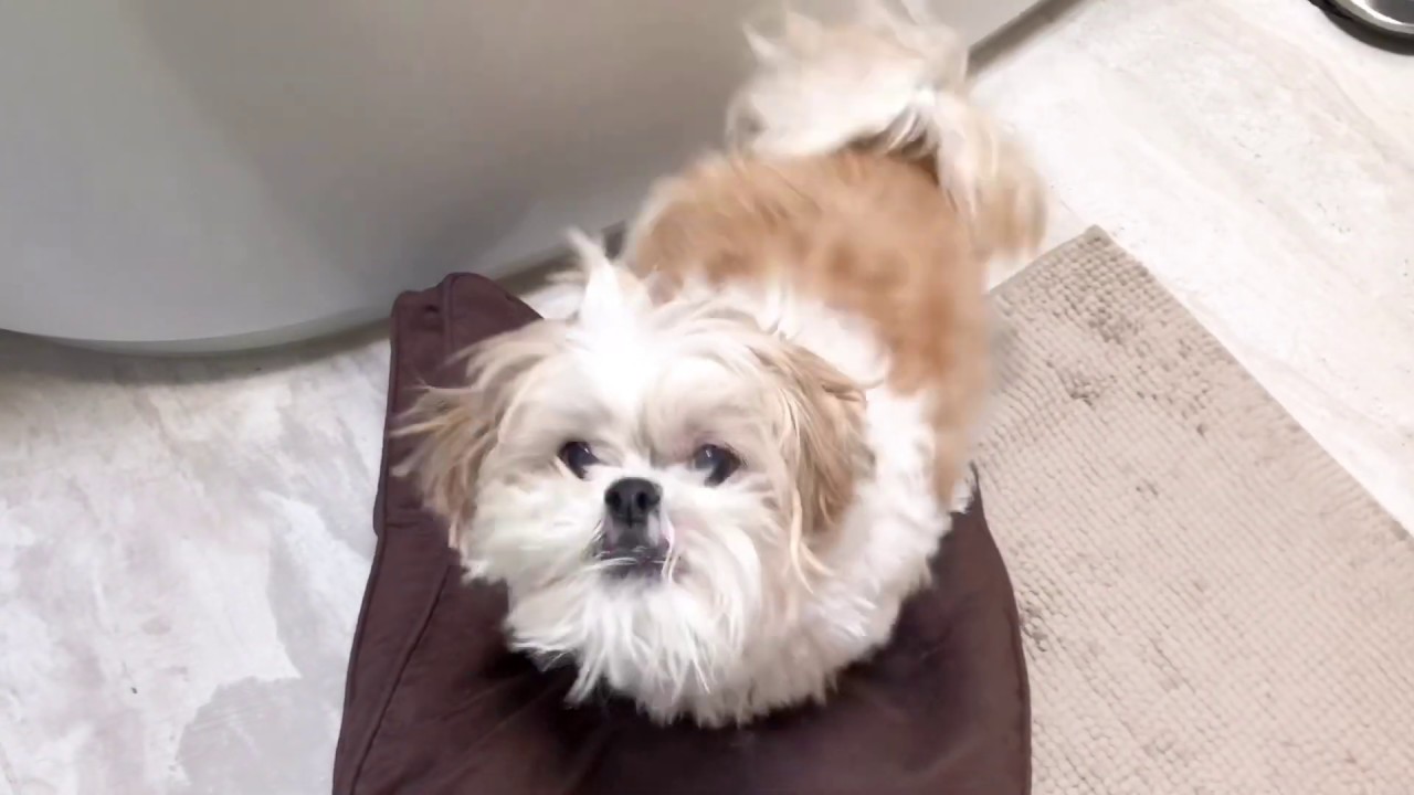 [shih tzu] ZaiZai Naughtiness, Smartness and Cuteness Compilations ...