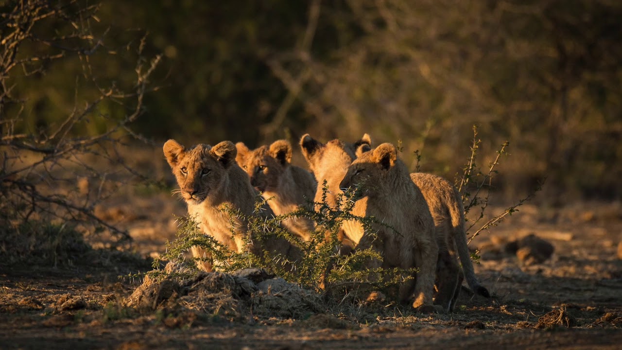 The Lion's breakfast - YouTube