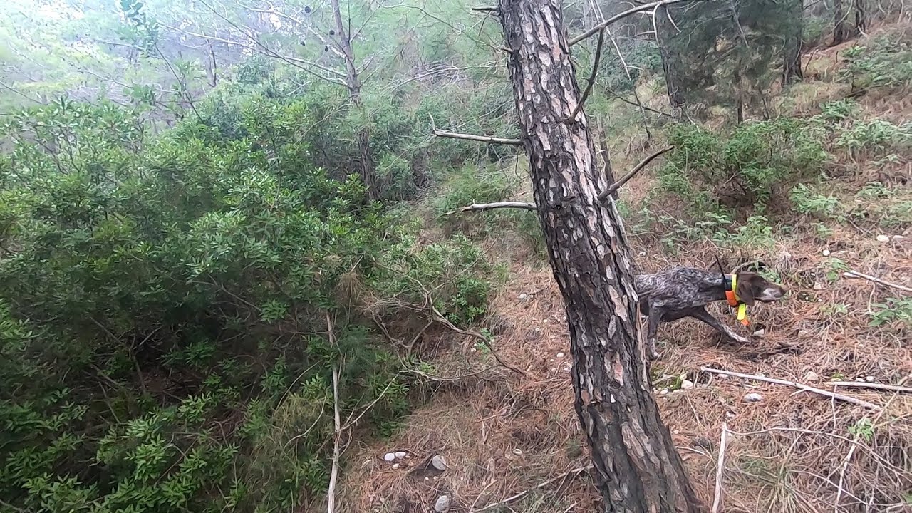 Κυνηγι με κουρτσχααρ σε ποδαρομενη μπεκατσα (WOODCOCK BECCACCIA HUNTING ...