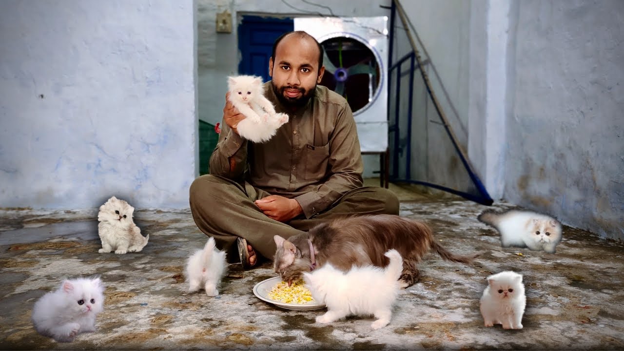 kalo k bchon ne khana shoro kr diya | Animals safar with maaz ghouri ...