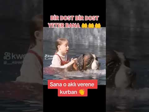 Vəfalı Heyvan