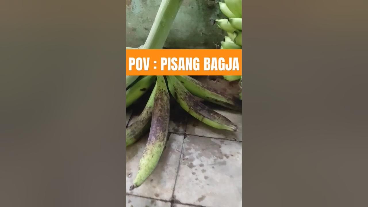 CIRI CIRI PISANG TANDUK ATAU BAGJA YANG SUDAH MATANG #pisang #pisangtanduk - YouTube