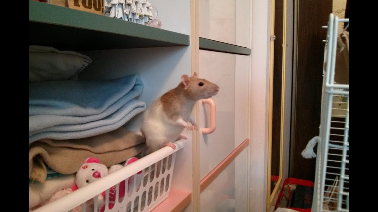 Fancy Rats: Molly jumps from her laundry basket - YouTube