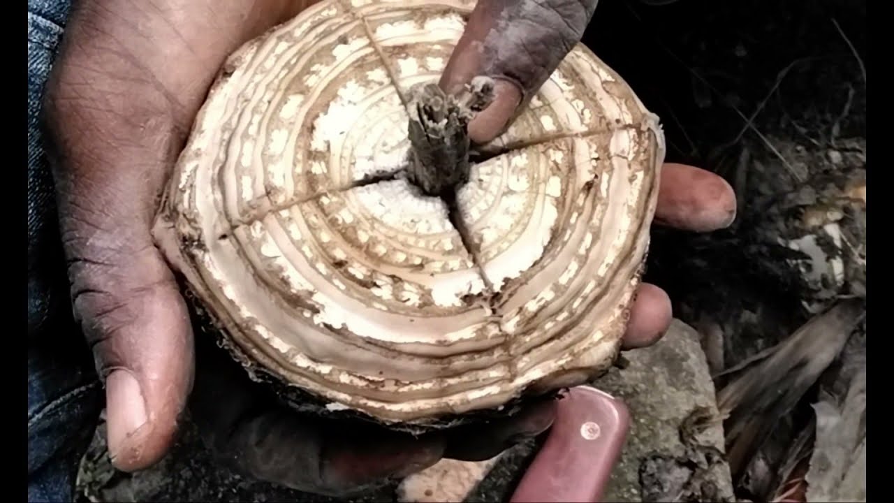 rapid-multiplication-of-plantain-suckers-youtube