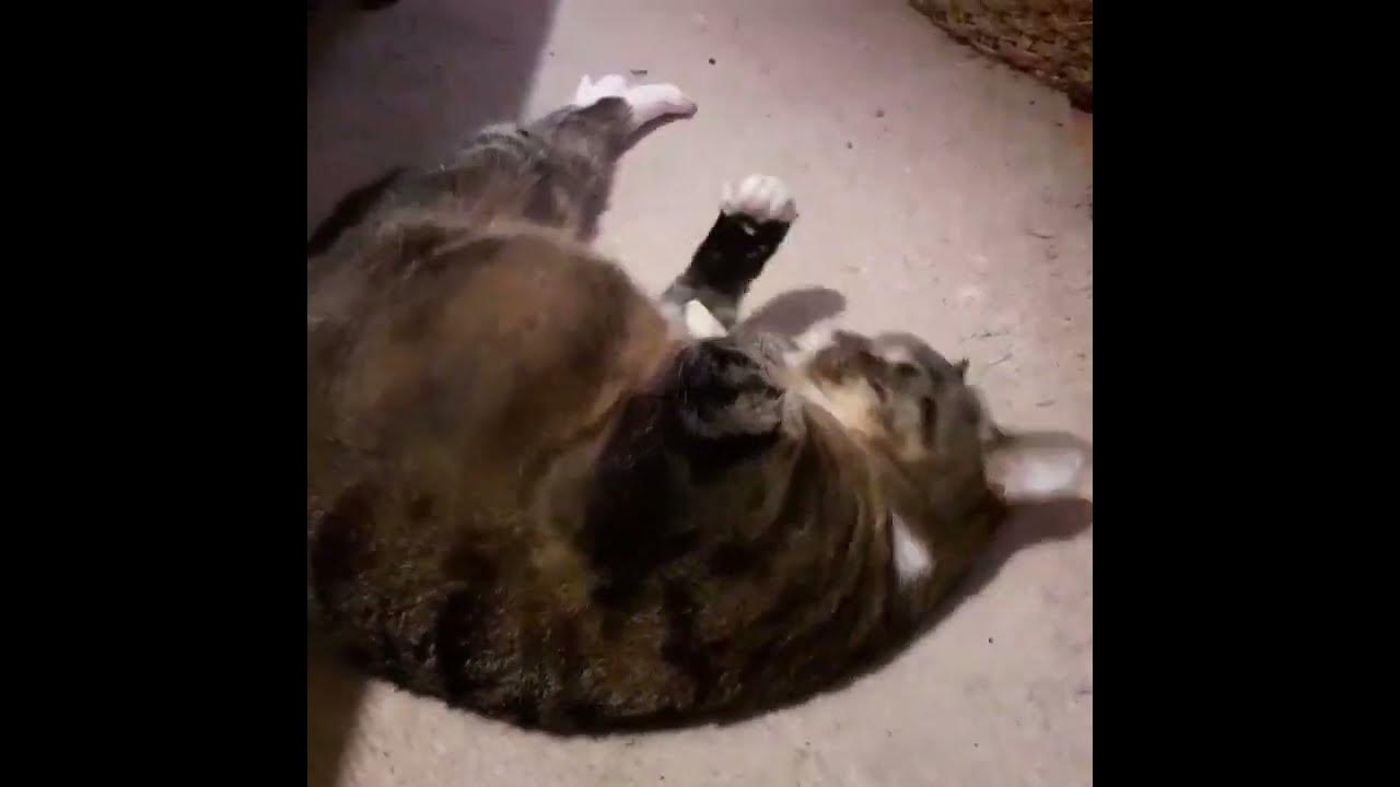 Catnip kitty overload - YouTube