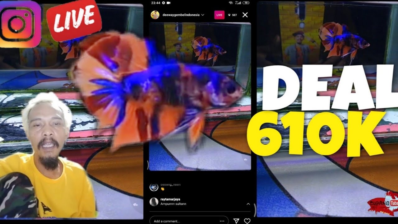 LELANG IKAN DEEWAY GEMBEL - IG LIVE (SOLD 610K) - YouTube
