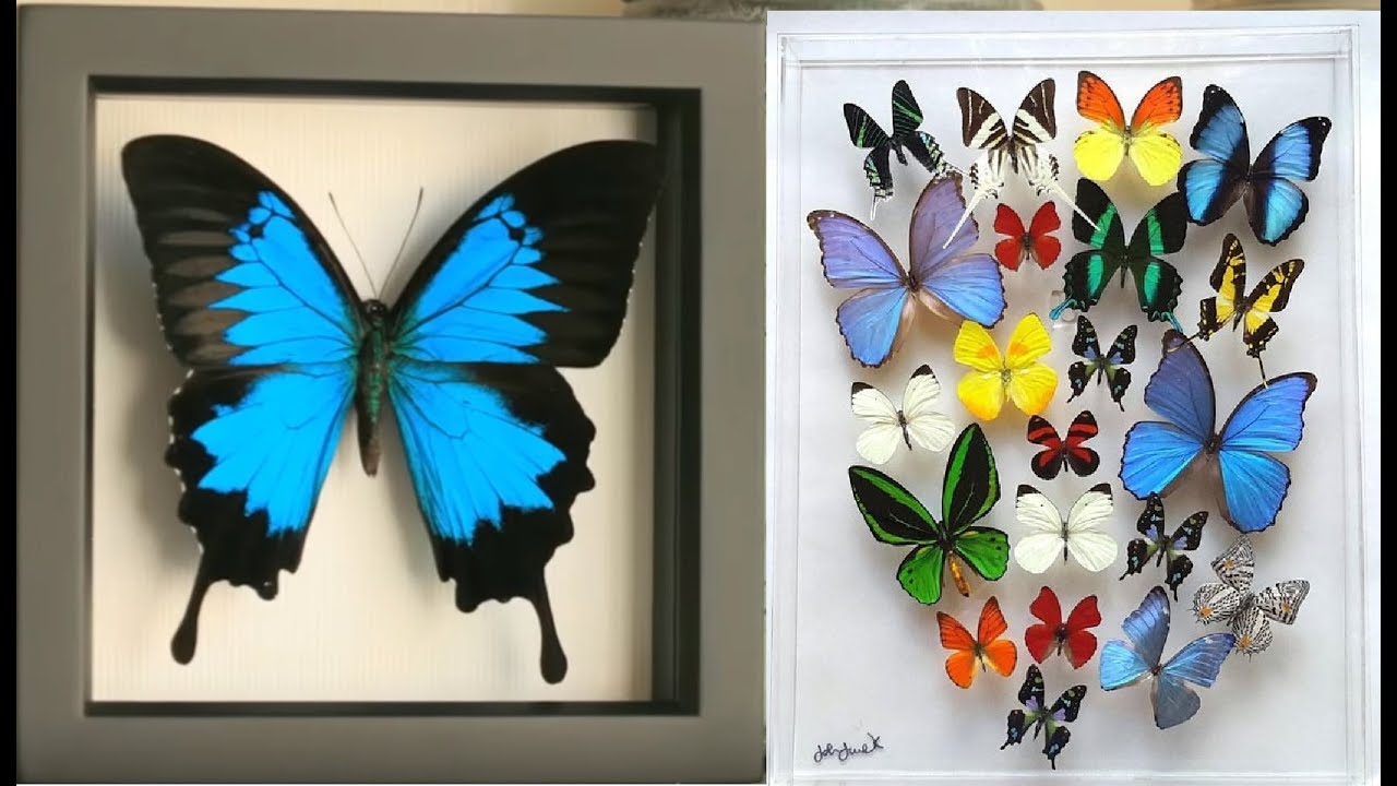 {DIY} Paper Butterfly Display - YouTube