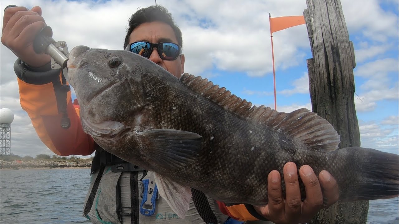 Tog (Blackfish) fishing around bridges in Jamaica Bay! Hot bite! - YouTube