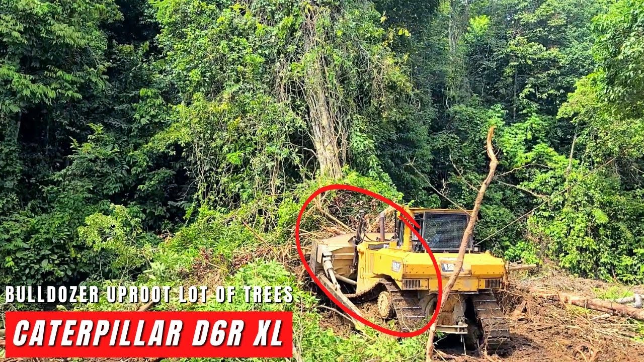 The Bulldozer Taking Out a Lot of Trees, Bulldozer Caterpillar D6R XL ...