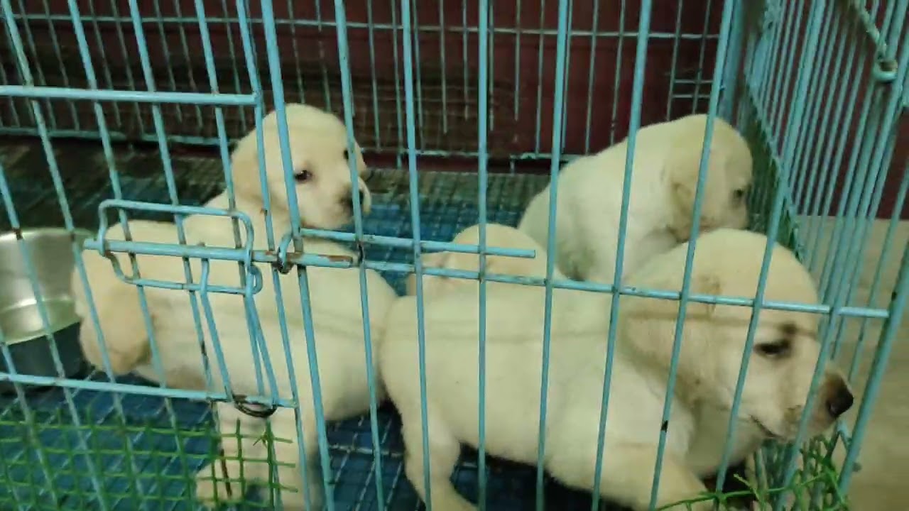 all Quality Dog Breeds Available In Belghoria,kolkata | Chintu Dog ...