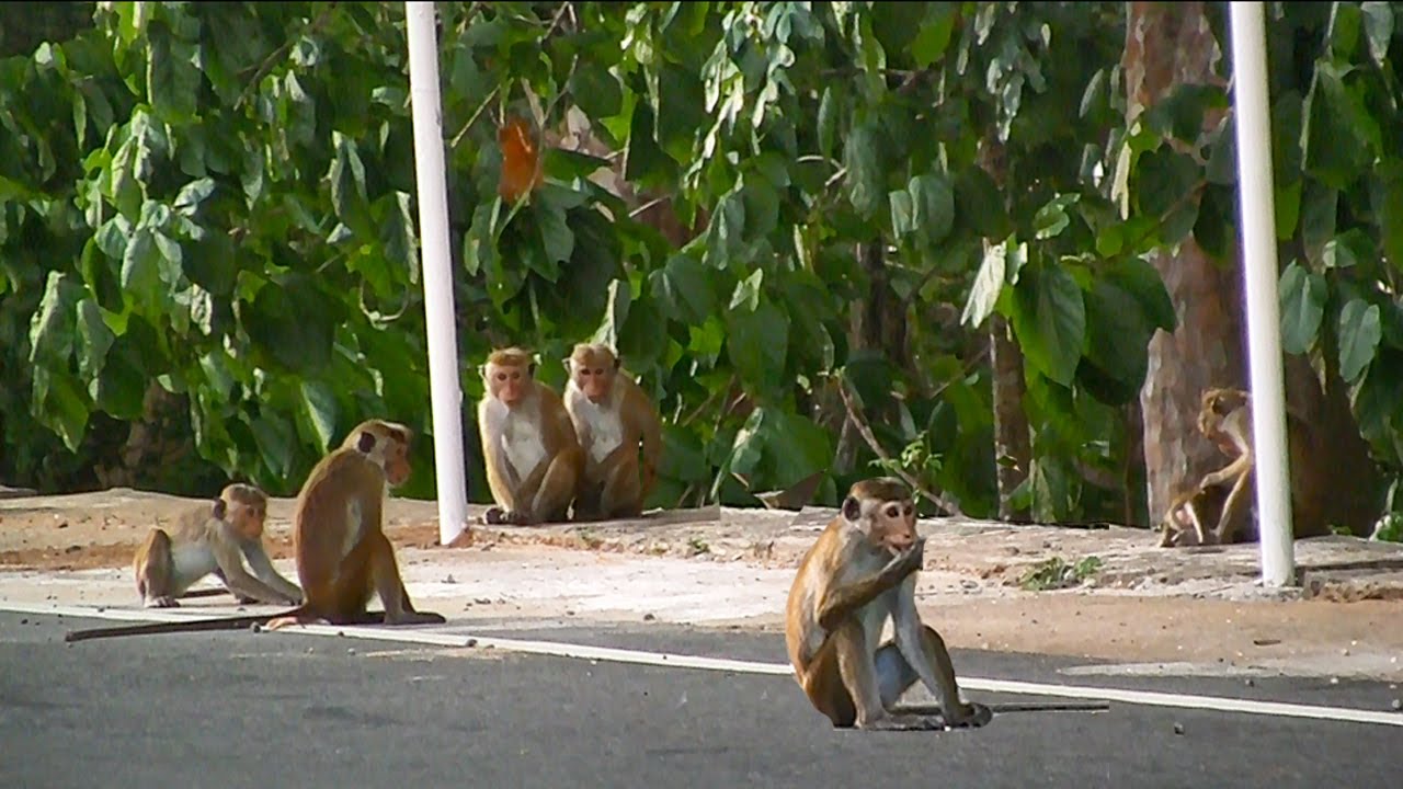 Monkeys come out of the forest and playing and jumping on the road ...