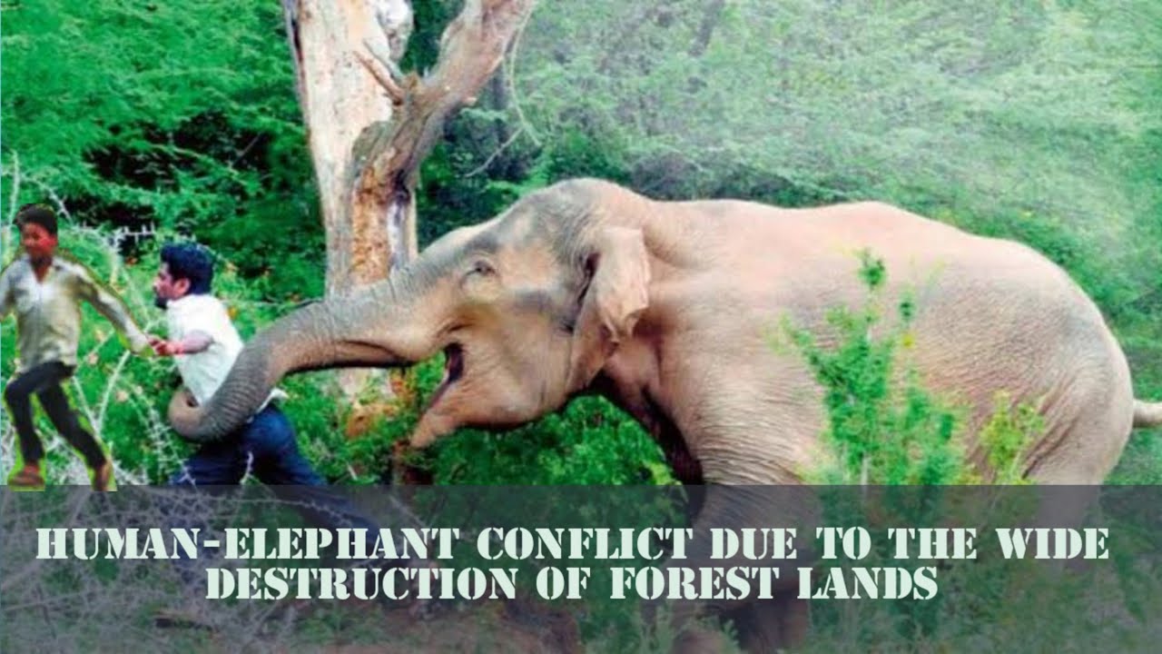Human-Elephant conflict due to the wide destruction of forest lands ...