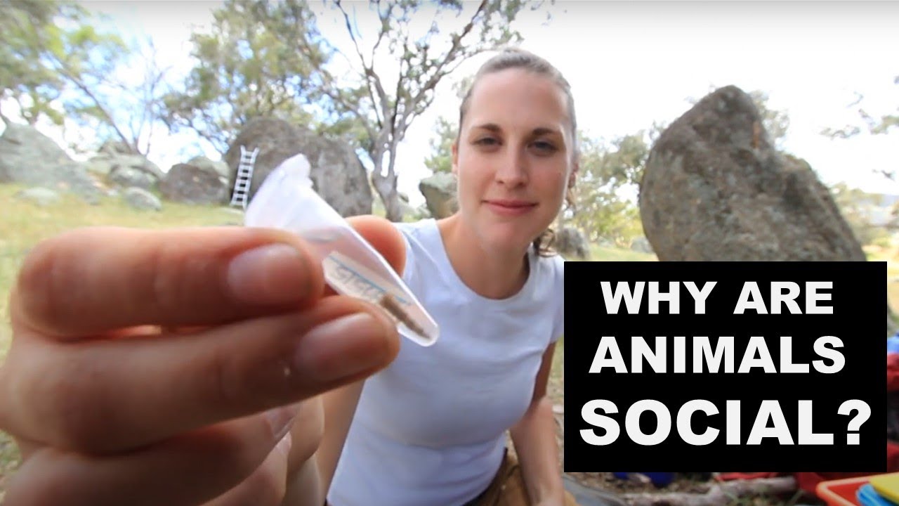 Why are animals social? - YouTube