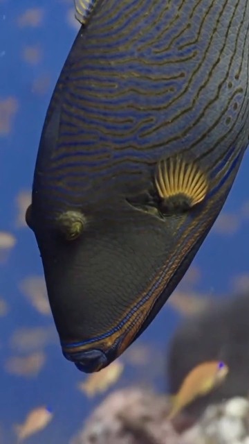 Fish Swim Smoothly Downward / Serene Underwater Odyssey / Ocean Depths ...