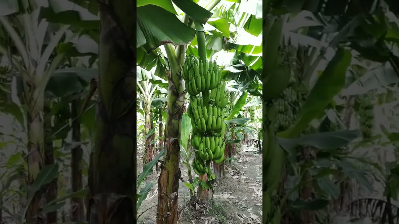 केला के बंच का साइज ऐसे बढ़ाये | banana bunch /stalk develop - YouTube