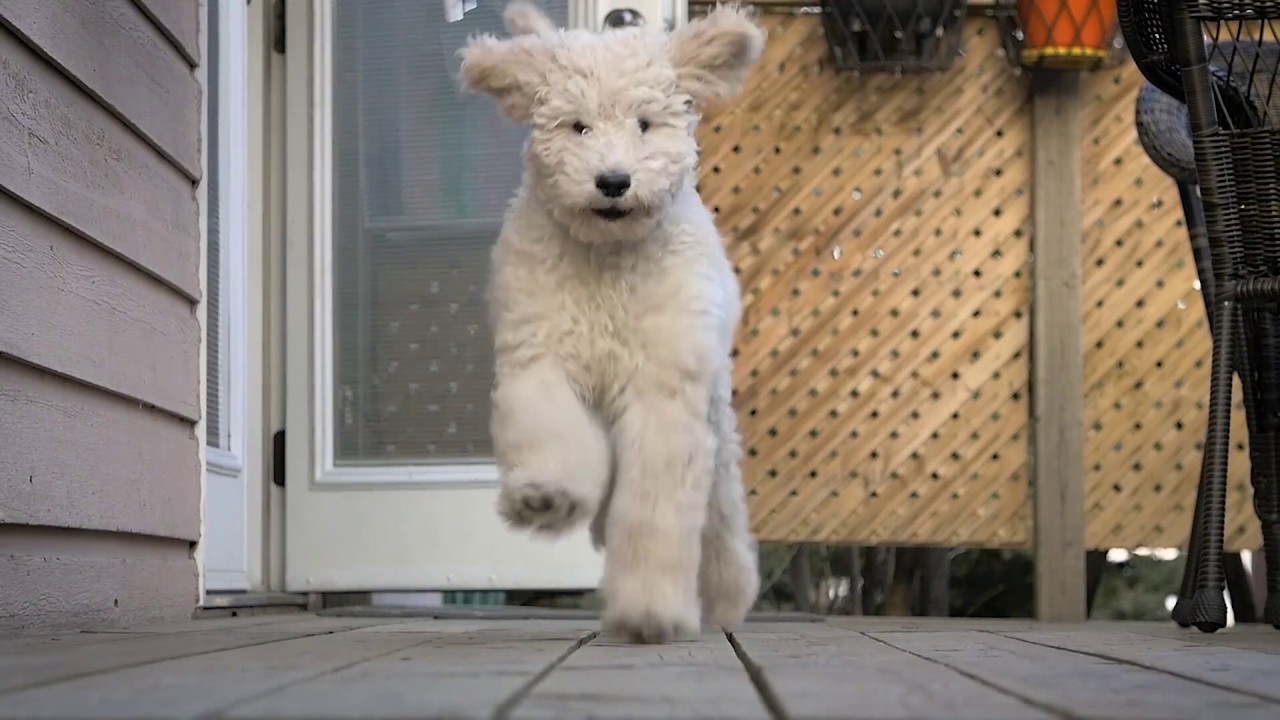 Golden Doodle attack! - YouTube