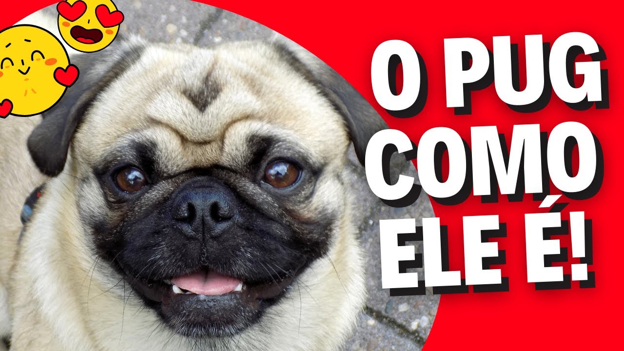 Raça de cachorro PUG! Conheça suas CARACTERÍSTICAS de uma forma ...