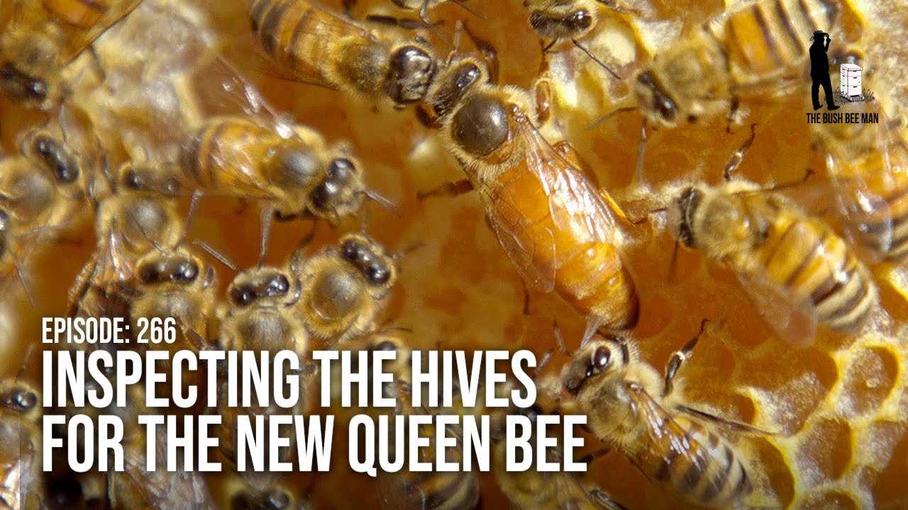 Honeybee Queen Laying Eggs What Happens After Queen Rearing The Bush Bee Man Youtube