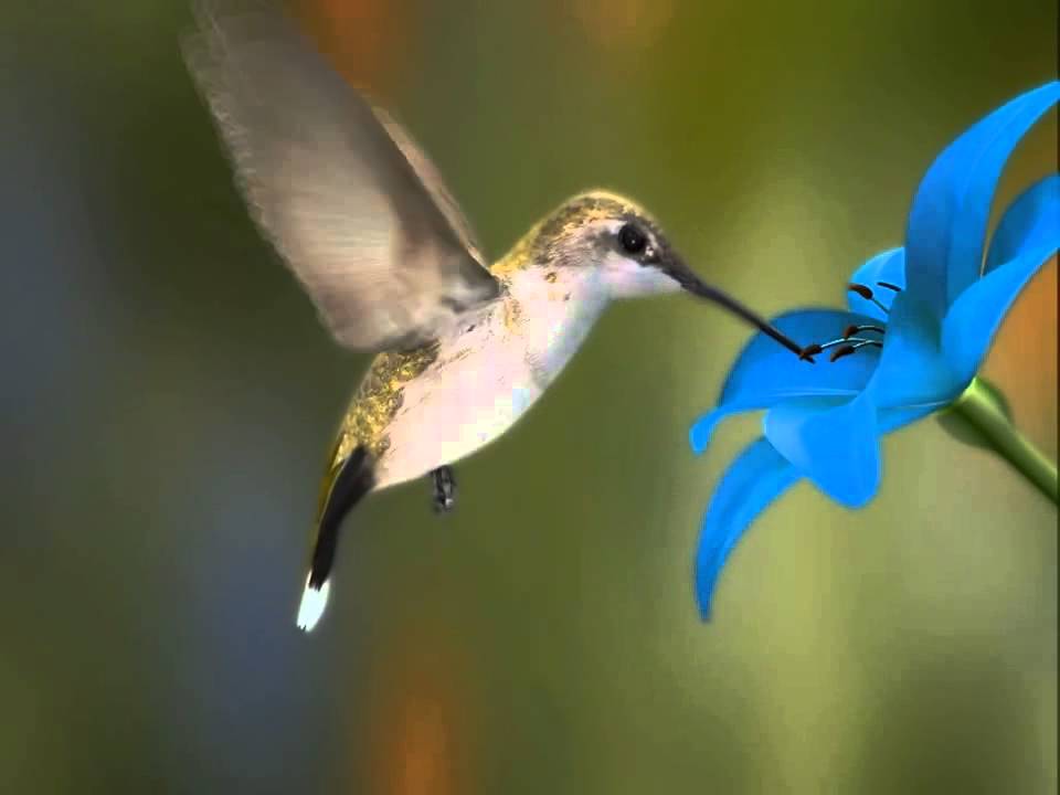 Humming bird 3D animation - YouTube