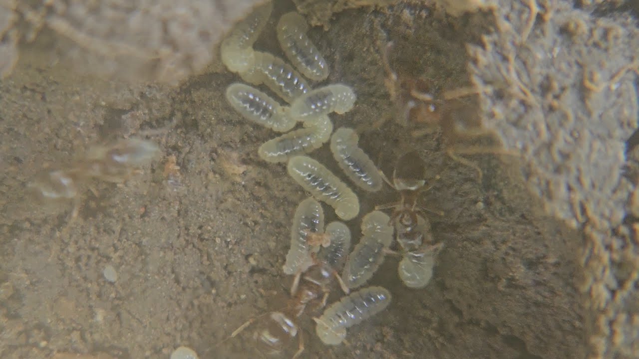 Ants Collecting Their Larvae Close-Up - YouTube