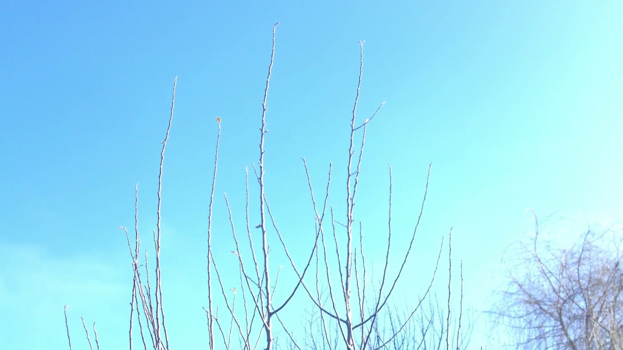 mar florina formare coroana anul 4 - YouTube