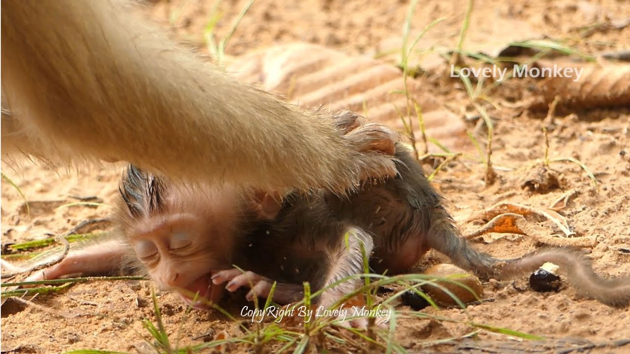 Unbelievable First Day JUST SEEN Baby Rex CRY Loudly Very Angry Mom ...