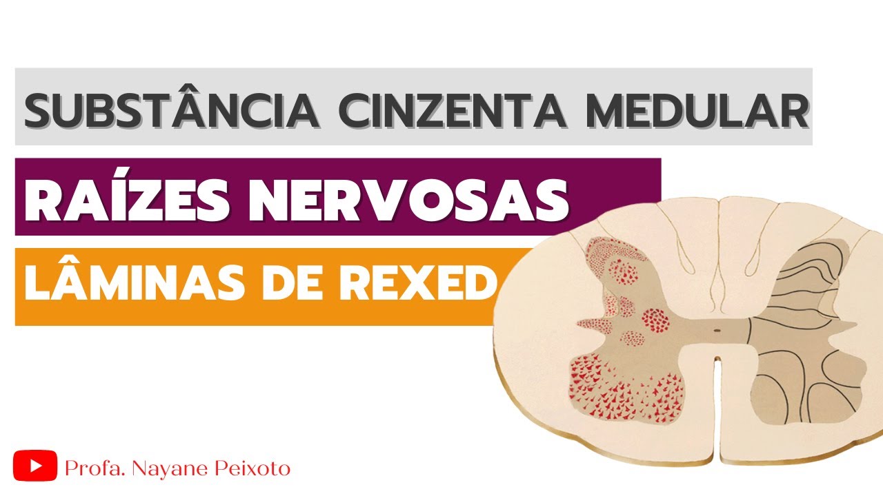 Anatomia Da Medula Espinhal Anatomia Etc Youtube