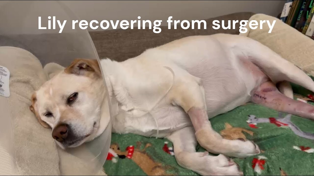 Lily's ACL Surgery Recovery, Dog CCL Repair, Dogproof the house #dog # ...