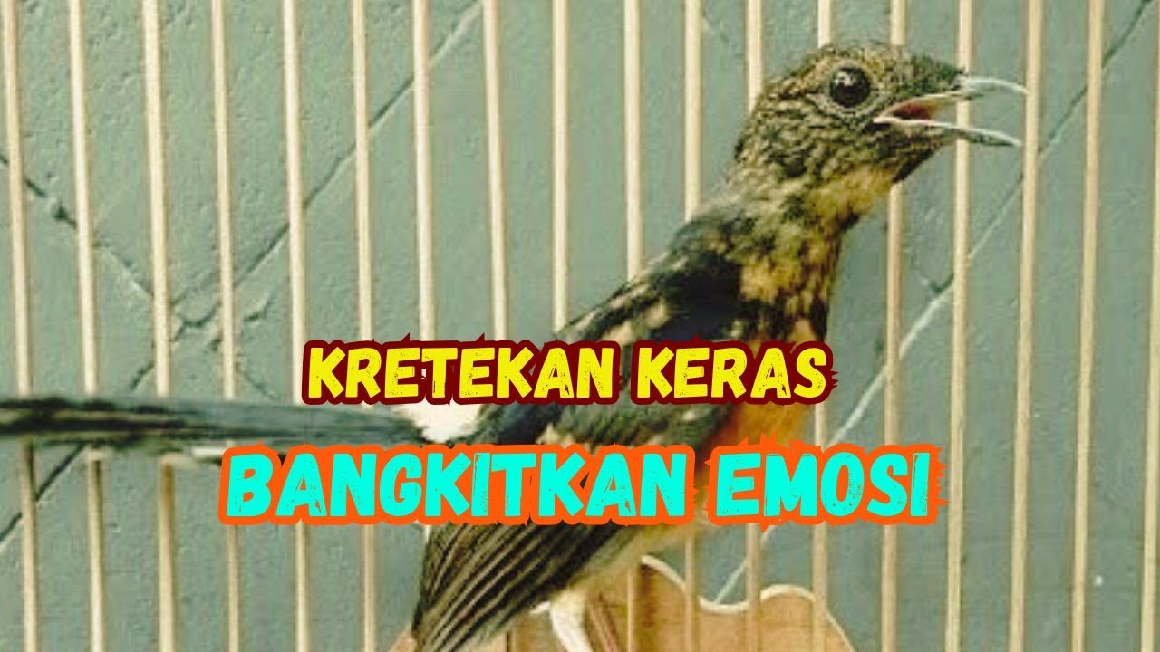 KRETEKAN KERAS,& SIUALAN MURAI BATU TROTOL. EFEKTIF BANGKITKAN EMOSI ...
