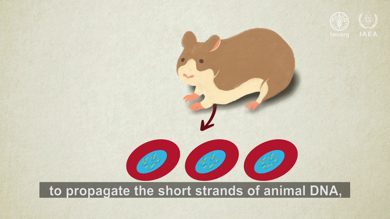 IMPROVING ANIMAL BREED (NUCLEAR SCIENCE) - YouTube