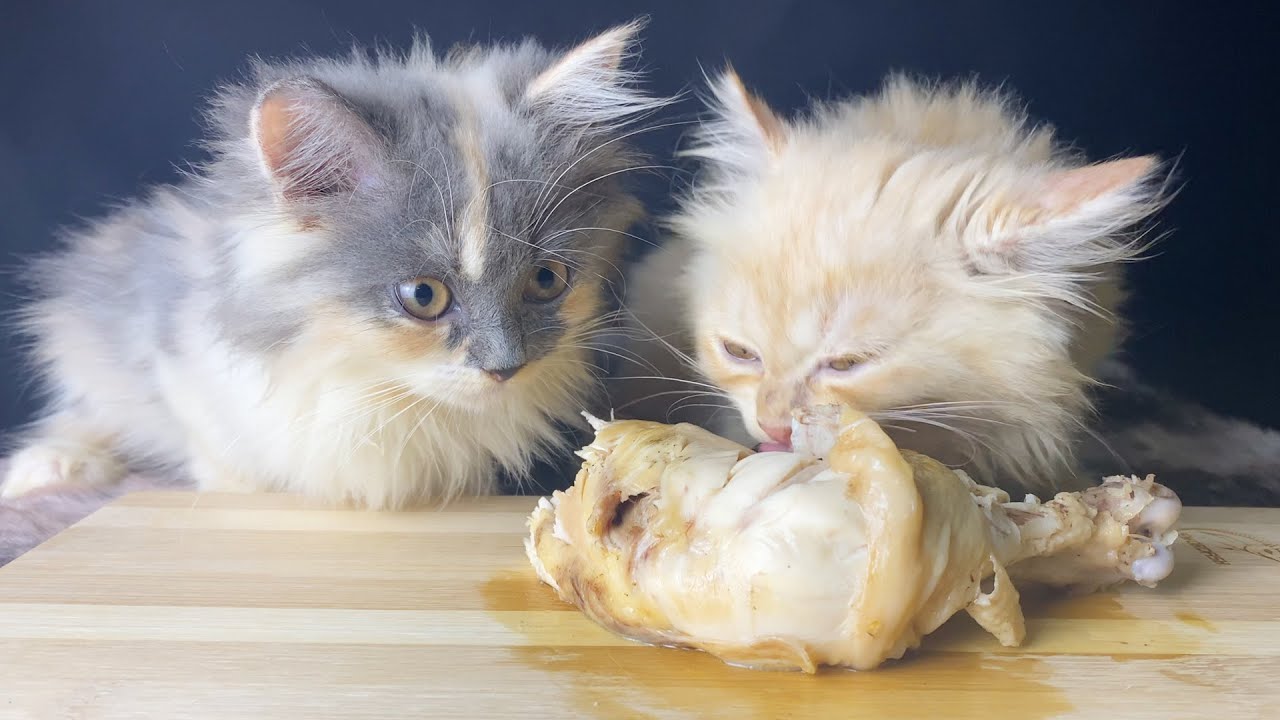 Gorgeous kittens Mochi & Hamza enjoys eating chicken legs deliciously ...