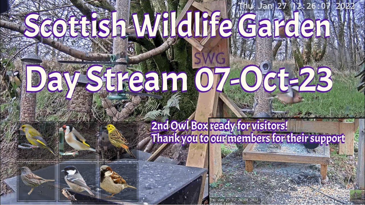 Day Stream October 7th 2023 | Bird Feeders, Wildlife Cameras Scotland ...