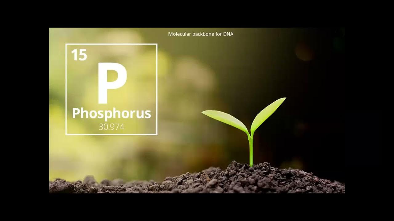 Crumbling Bones: Hypophosphataemia and Osteomalacia - YouTube