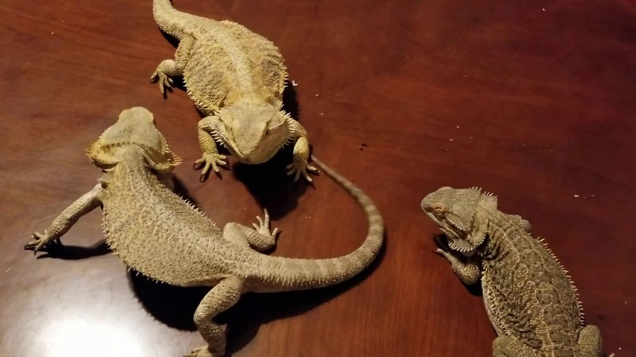 Bearded dragons - YouTube