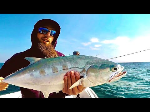 Offshore Fishing in Qatar - Kings on roll and Jumbo Spangled Emperors ...