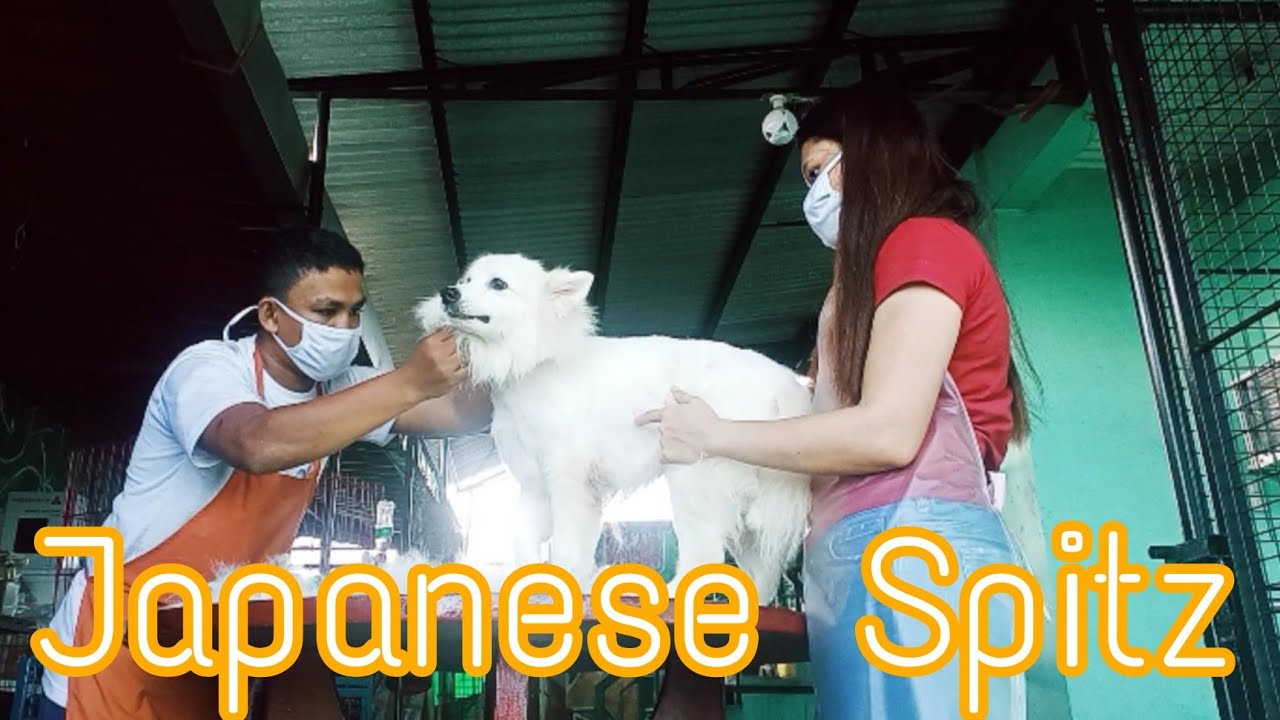 Japanese Spitz Grooming - YouTube