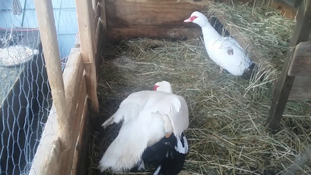 Muscovy ducks mating - YouTube