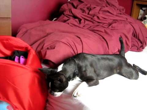 Grumpy Boston Terrier - YouTube