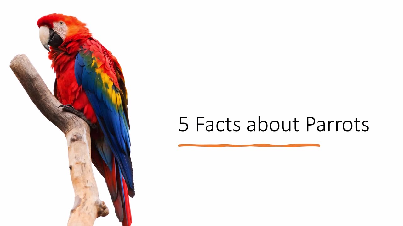 5 Facts about Parrots - YouTube