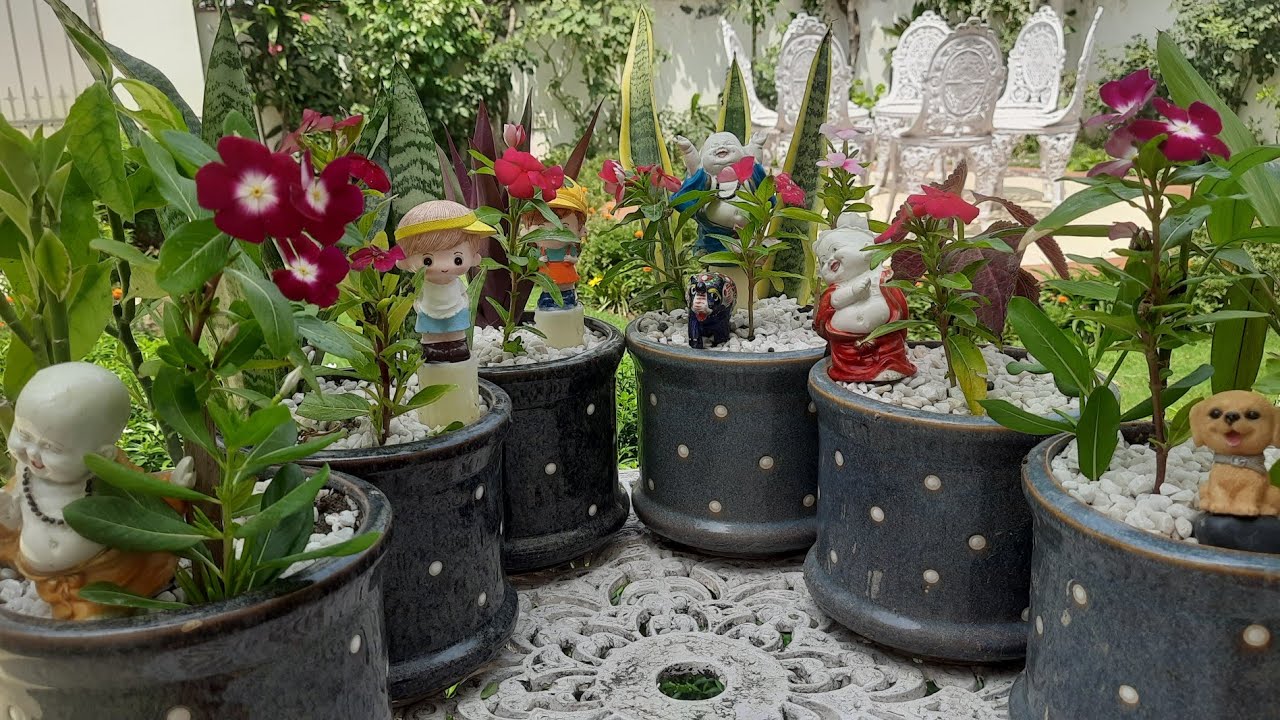 Grow Vinca,Sadabahar Flowers in Stylish Way With Beautiful Pots ...