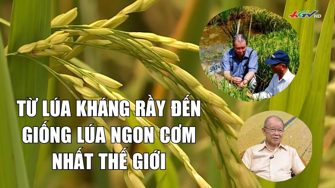 Từ lúa kháng rầy đến giống lúa ngon nhất thế giới | Truyền hình Hậu ...