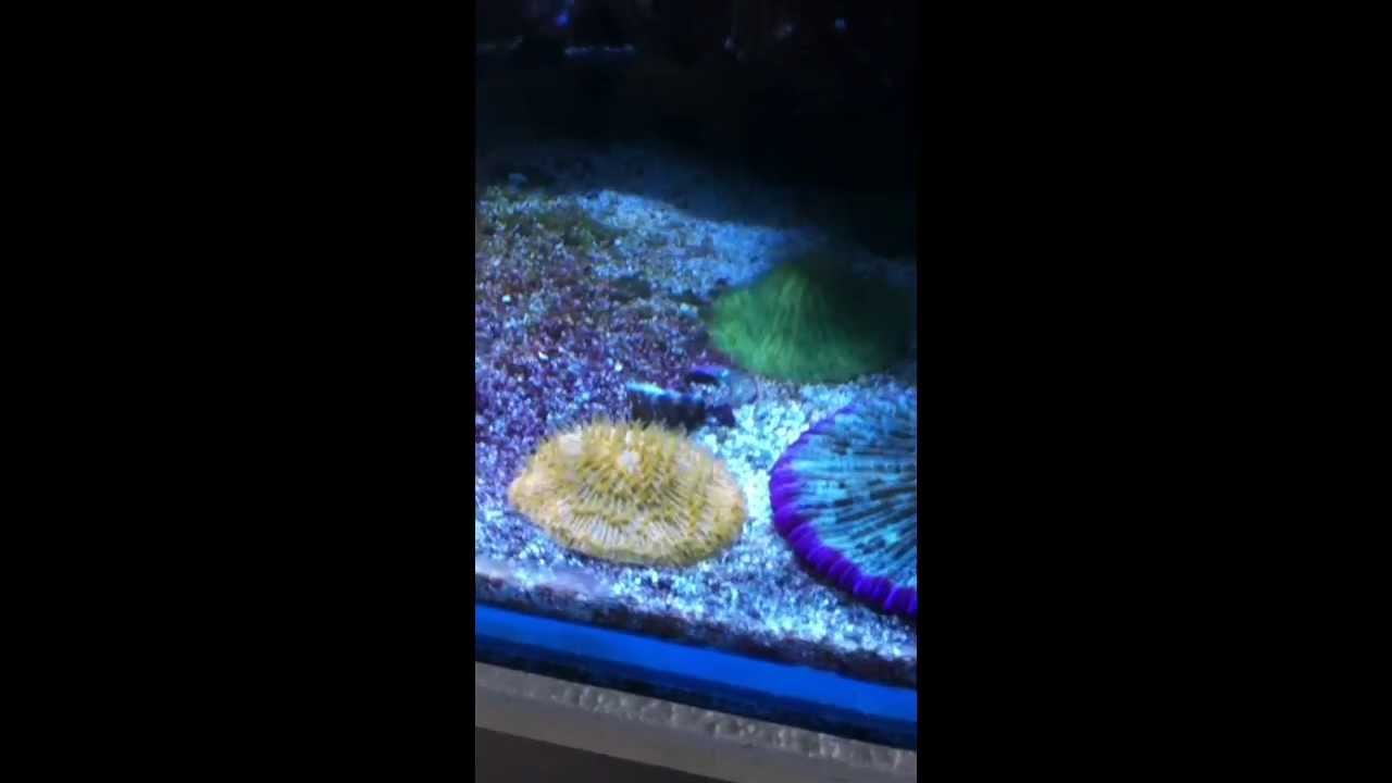 My 6ft reef tank before the big move/rebuild! - YouTube