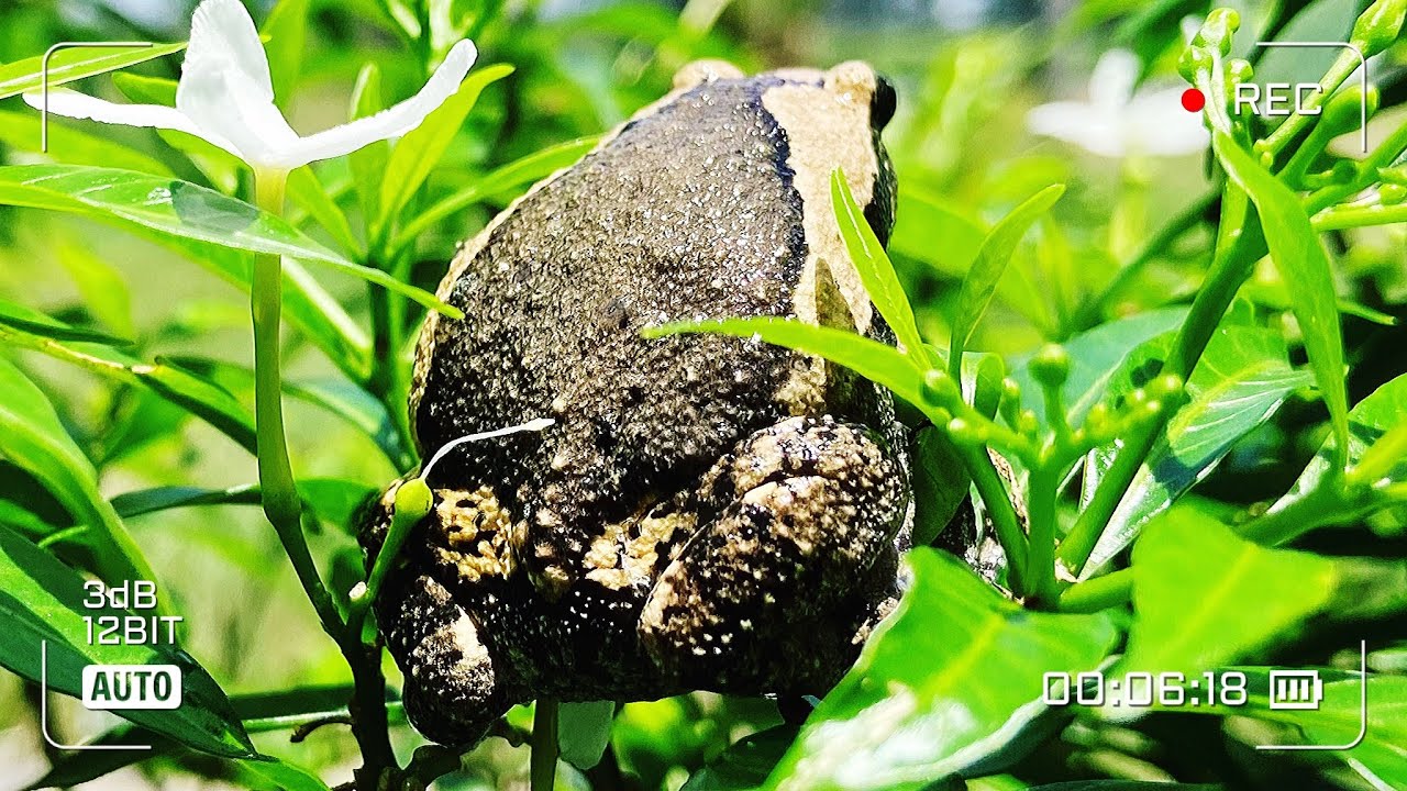 Frog live in Garden | Natural Frog Live | Frog feeding | My frog pet ...
