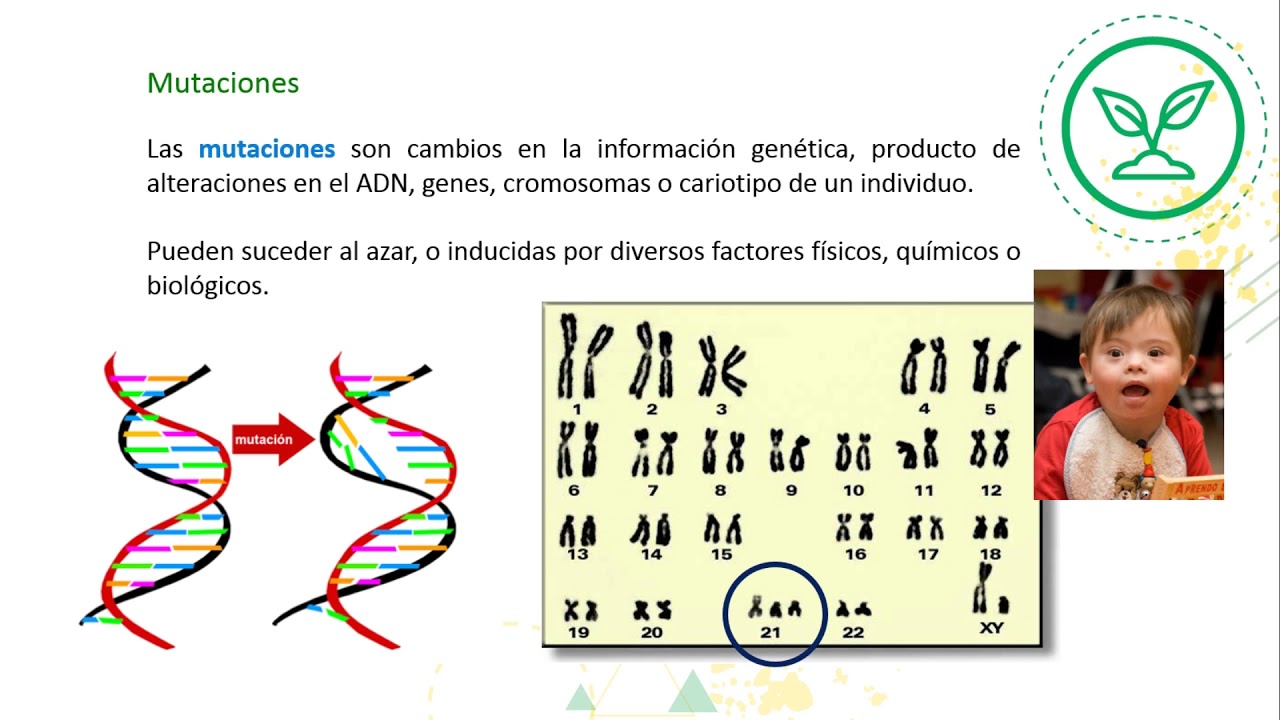 Cápsula "División Celular, mutaciones y daño genético" - BIOLOGÍA - YouTube