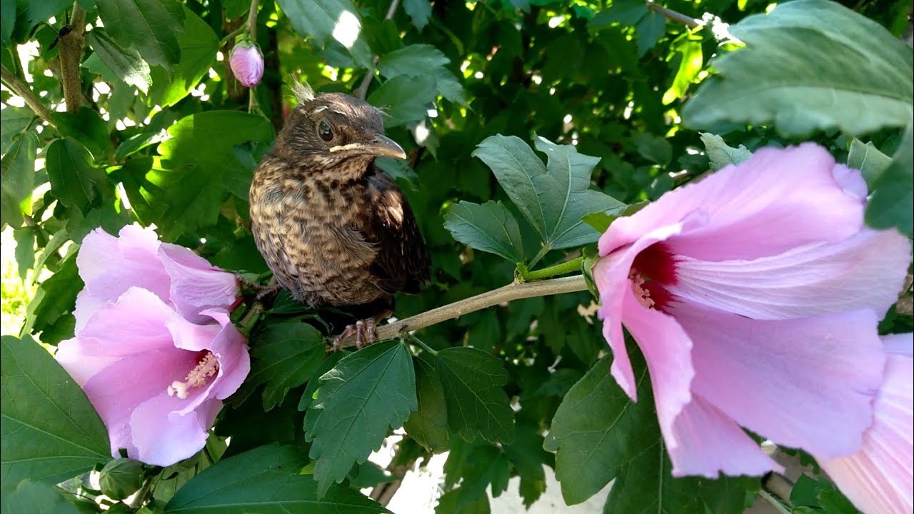 🍓little baby bird🌸 #birds #nature #чорнийдрізд #пташеня #babybirds # ...