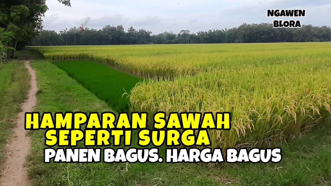 HAMPARAN SAWAH SEPERTI SURGA. KETIKA PANEN PADI BAGUS DAN HARGA PUN ...