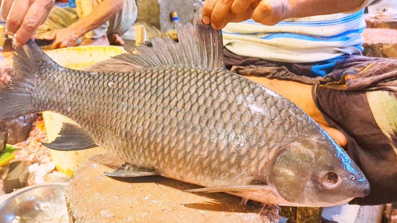 Amazing Kali Bausch Fish Cutting Skills Live In Fish Market | Fish ...