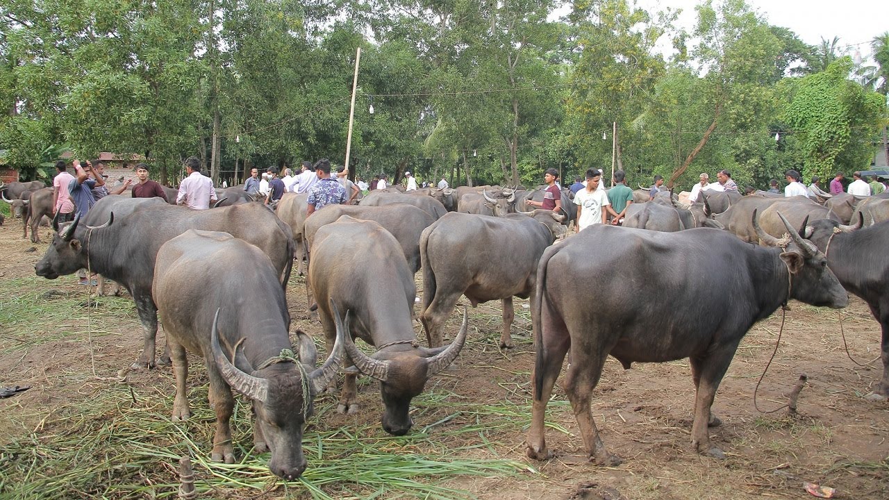 Unloading Buffaloes from Boat at Gabtoli Gorur Haat!!! - YouTube